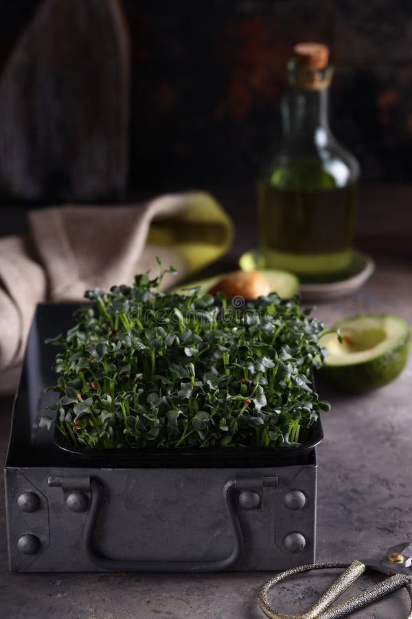Organic microgreens stock image. Image of nutrition - 203713503