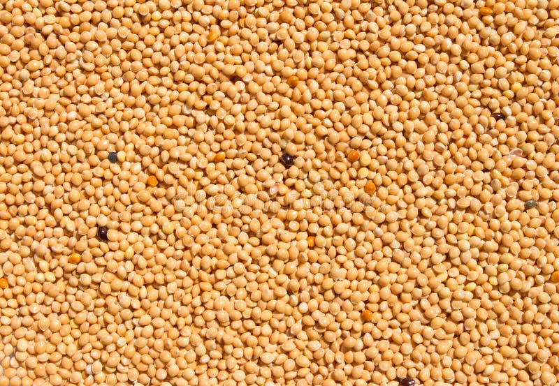 Organic millet seeds stock image. Image of frame, background - 57317185