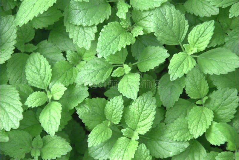 Organic mint (Mentha sp. ) stock photo. Image of family - 6733532