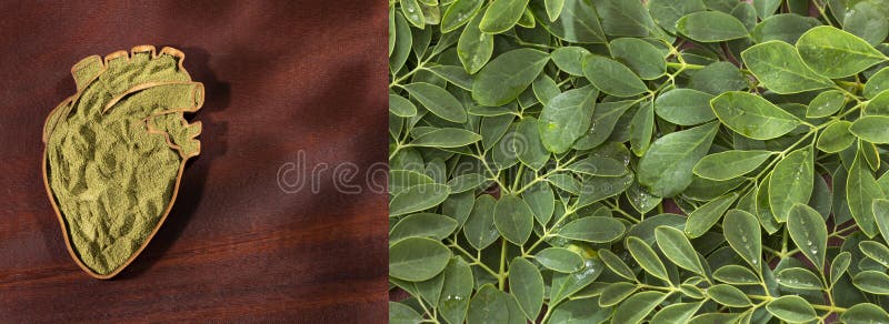 Organic Moringa Powder in the Heart Shaped Bowl Stock Photo - Image of ...
