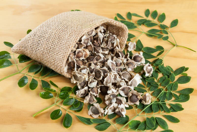Organic Moringa Seeds - Moringa Oleifera Stock Image - Image of health ...