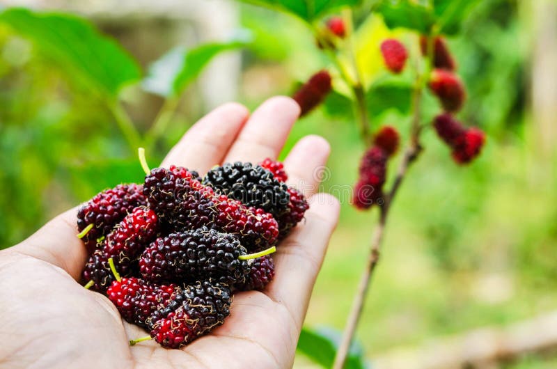 Organic mulberry stock image. Image of food, fruit, hedgerow - 88197287