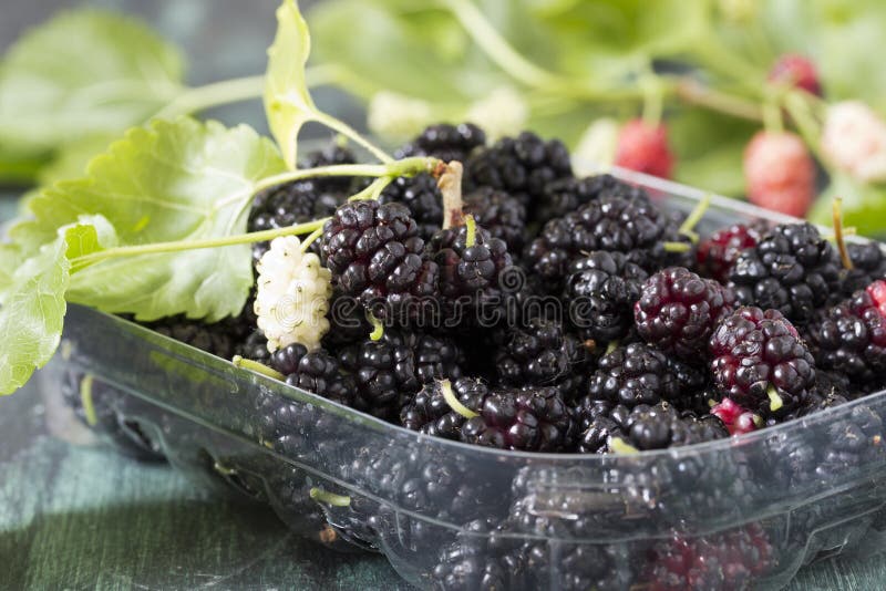 Organic mulberry fruits stock photo. Image of healthy - 150263980