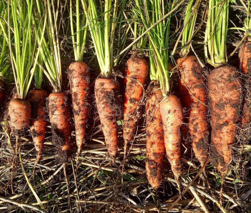 Organic and Natural Carrots. Stock Photo - Image of summer, black ...