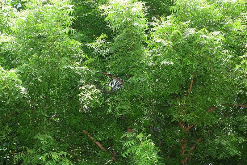 Organic Neem tree stock photo. Image of ground, healing - 54569456