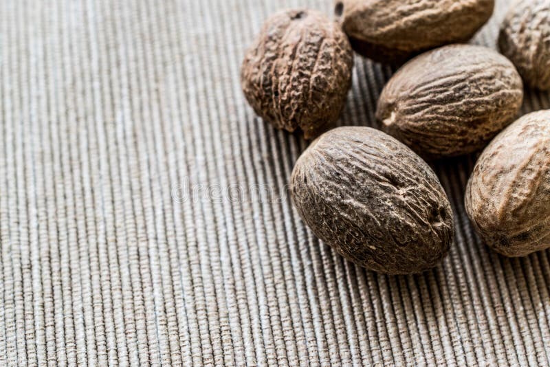 Muskat stock image. Image of river, rodent, vegetatarian - 385115