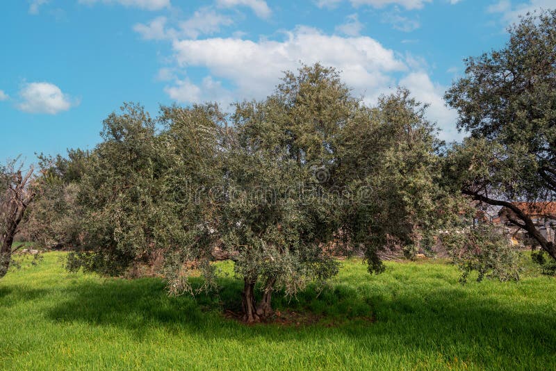 Organic Olive Tree with Unripe Olives on Sunny Day Stock Image - Image ...