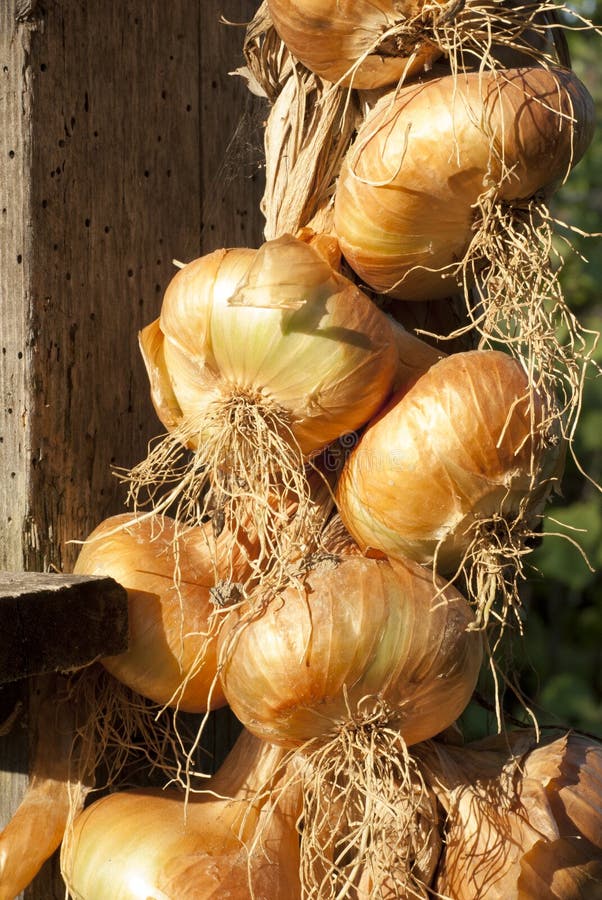 Organic Onion Bunch Closeup Stock Photo - Image of food, macro: 26444650