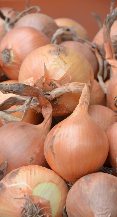 Organic onion stock photo. Image of production, grocery - 40342022
