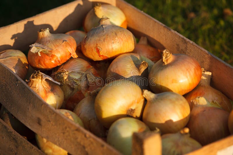 Organic onions in a box stock image. Image of glossy - 47847585