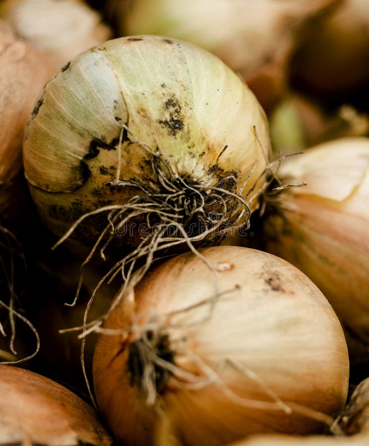 Organic Onions from the Organic Farm Stock Photo - Image of garlic ...