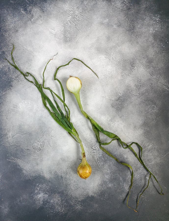 Organic Onions on Slate Textured Surface, Background. Ripe Onions. Bulb ...