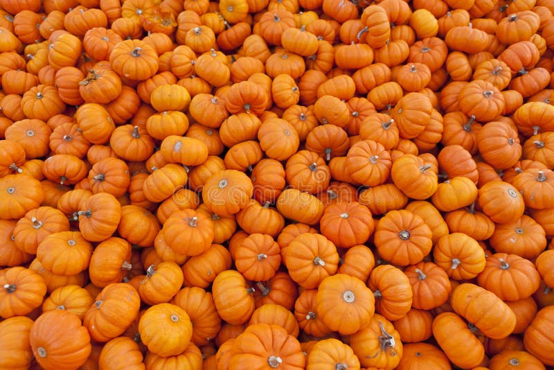 Organic Orange Pumpkins stock photo. Image of season - 27398738
