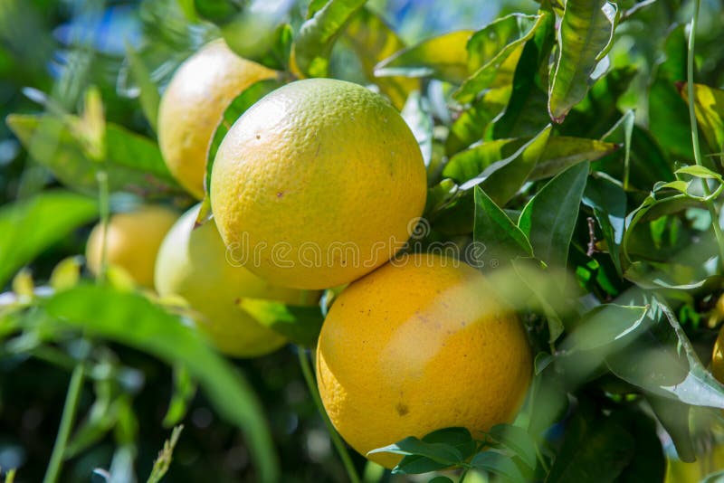 Organic orange tree. stock image. Image of orange, gardener - 38277931