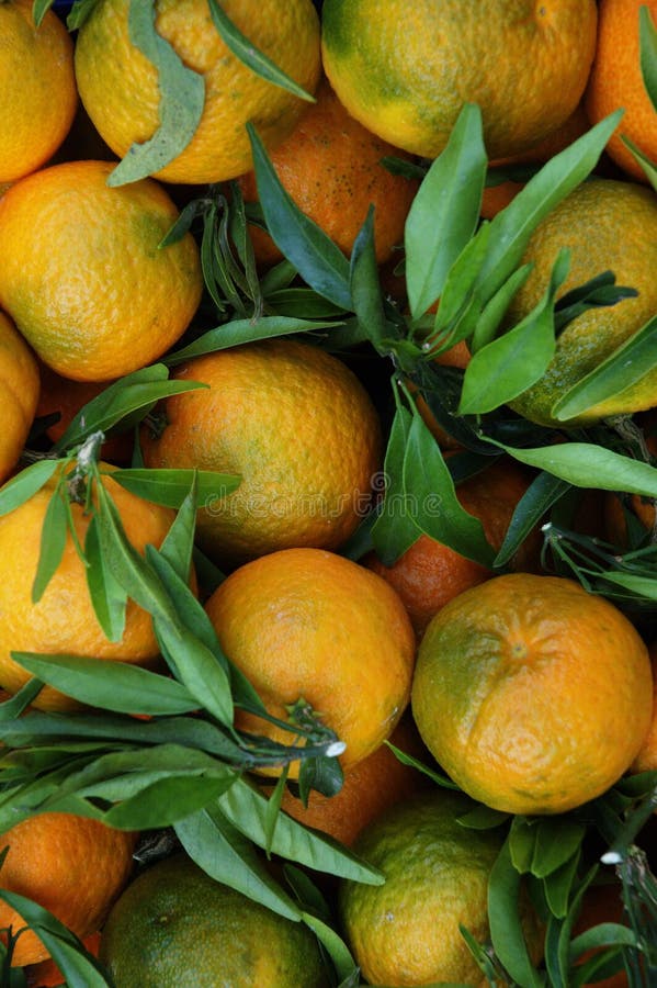 Organic oranges stock image. Image of oranges, green - 16759295