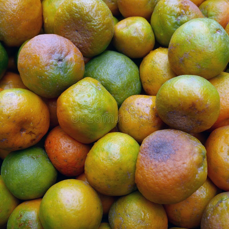 Oranges for Sale in Bulk at the Market Stock Photo - Image of selling ...