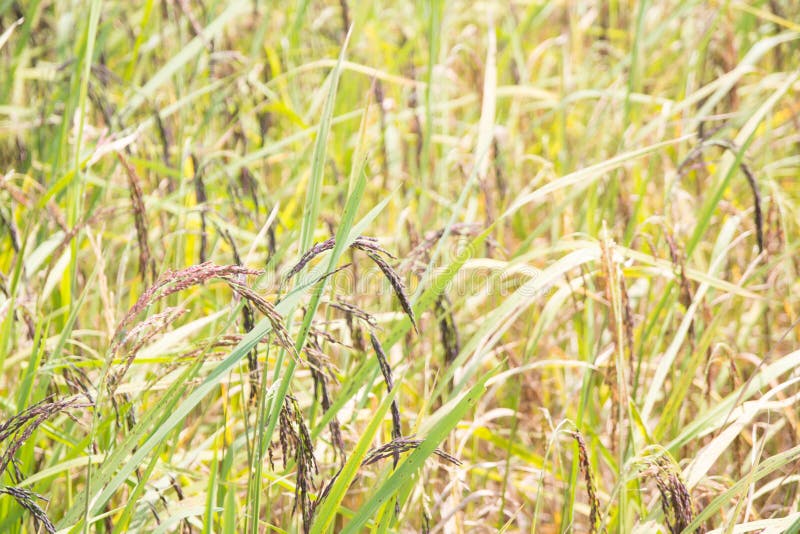 Organic paddy fields stock image. Image of healthy, growth - 148303789