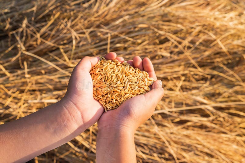.Organic paddy in the hand stock photo. Image of natural - 168426060