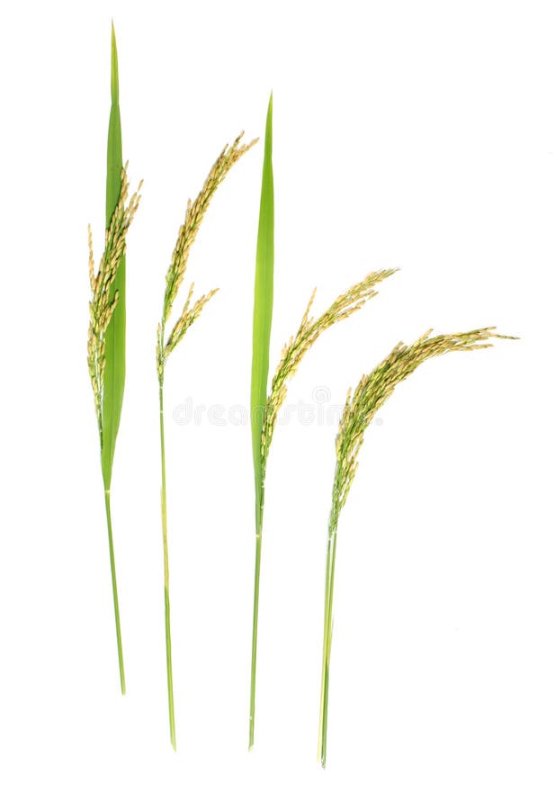 Organic Paddy Rice,ear of Paddy, Ears of Thai Jasmine Rice Isolated on ...