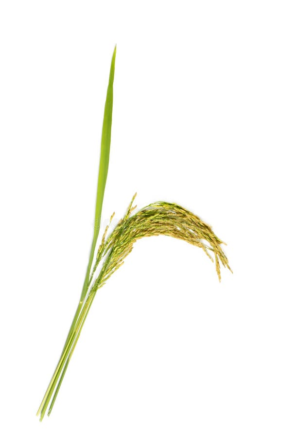1,004 Ear Paddy Thai Rice Stock Photos - Free & Royalty-Free Stock ...