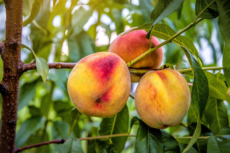 Organic Peach Fruit on a Tree Hanging on a Branch in the Summer Stock ...