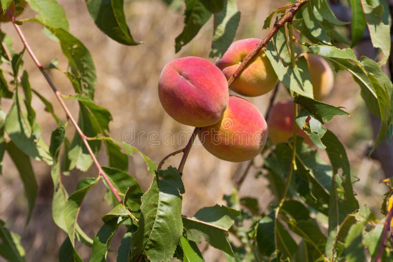 Peach on tree stock image. Image of juicy, holding, garden - 37541123