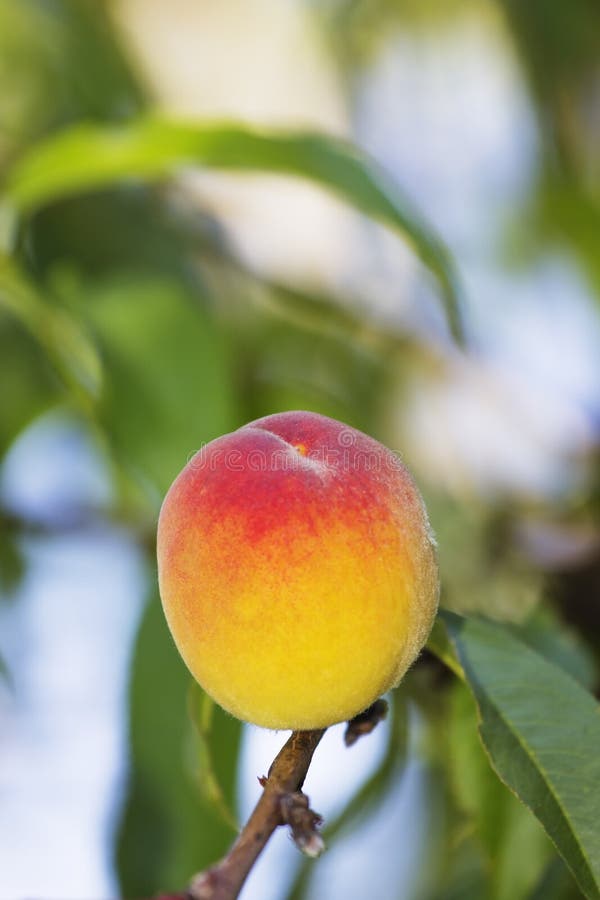Organic Peaches stock image. Image of horticulture, garden - 58052173