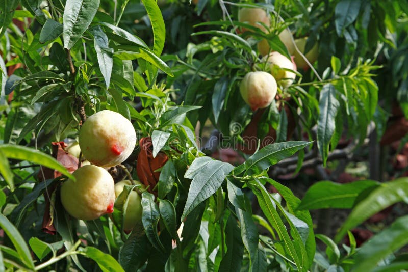 Organic Peaches on Tree Branch Stock Photo - Image of natural, organic ...