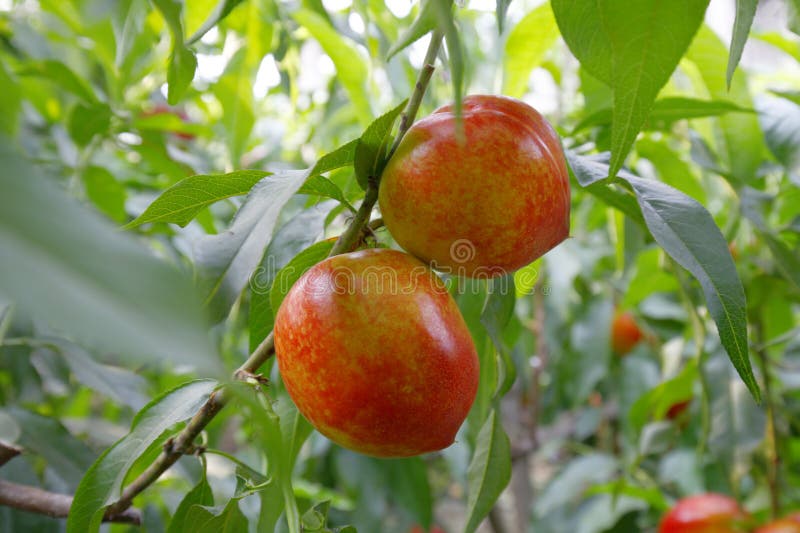 Organic Peaches on Tree Branch Stock Image - Image of agriculture ...