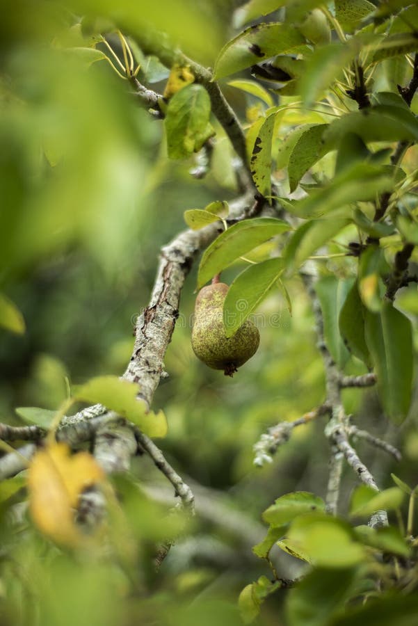 Organic Pear Growing on Tree. Stock Photo - Image of gardening, outdoor ...