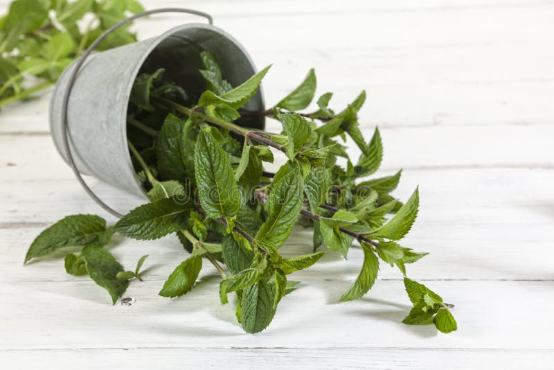 Organic Peppermint stock image. Image of ingredients - 95335327