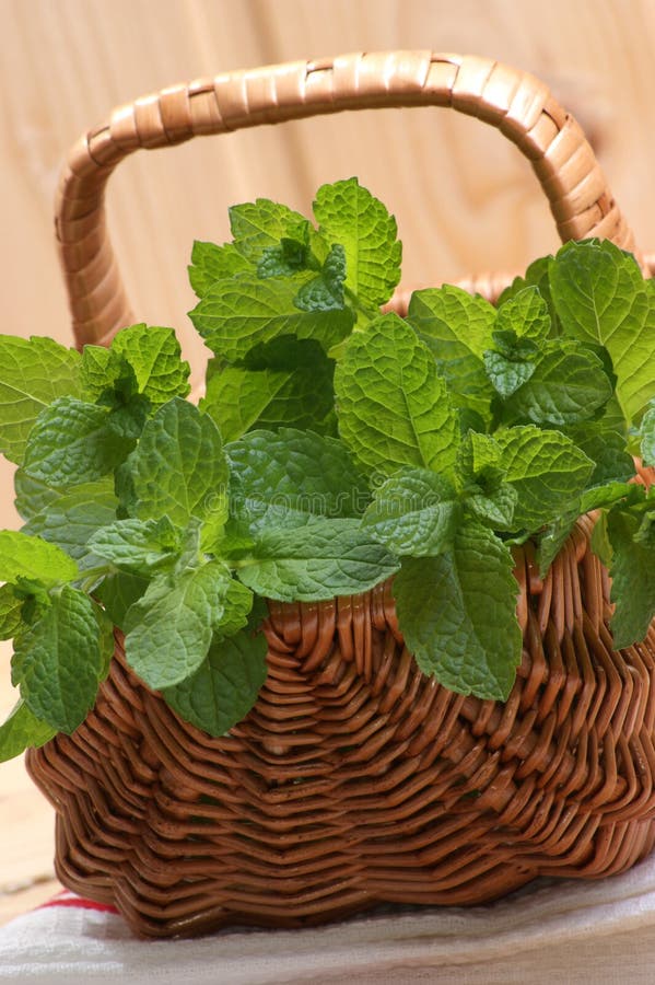 Organic Peppermint from the Garden Stock Image - Image of peppermint ...