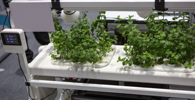 Organic Peppermint Growing in Greenhouse Farm Stock Photo - Image of ...