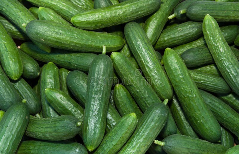 Organic Persian Cucumbers stock photo. Image of freshness - 13800300