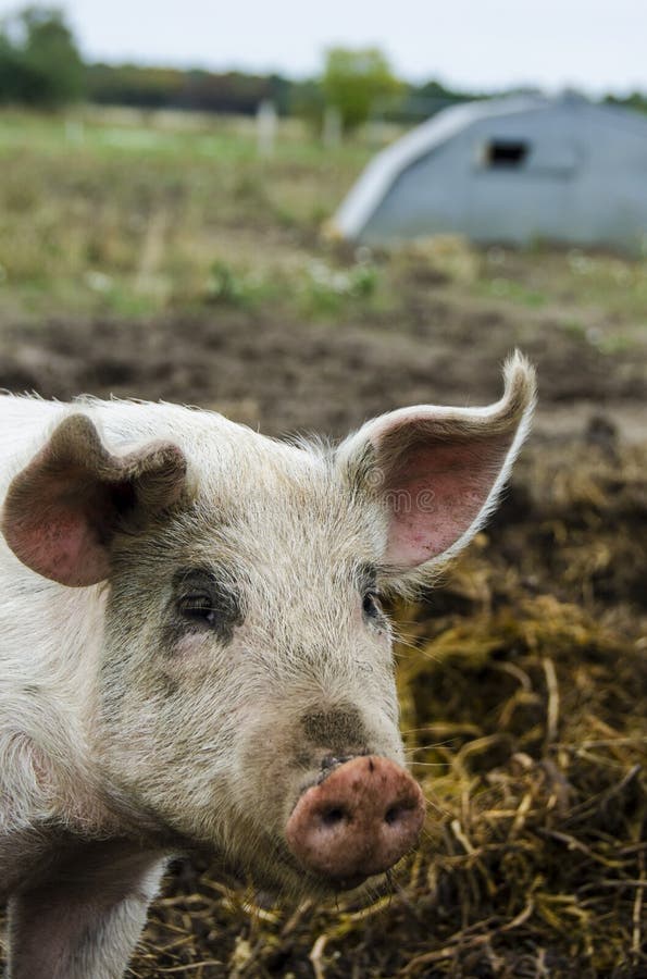 Organic Pigs from the Organic Farm Stock Photo - Image of farming, pigs ...