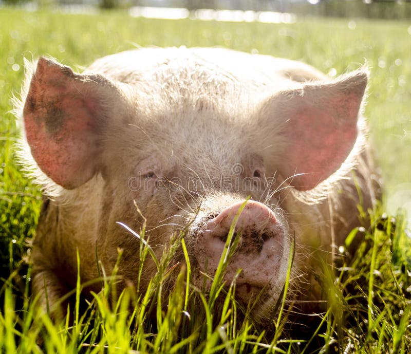 Organic Pigs from the Organic Farm Stock Photo - Image of farming, pigs ...