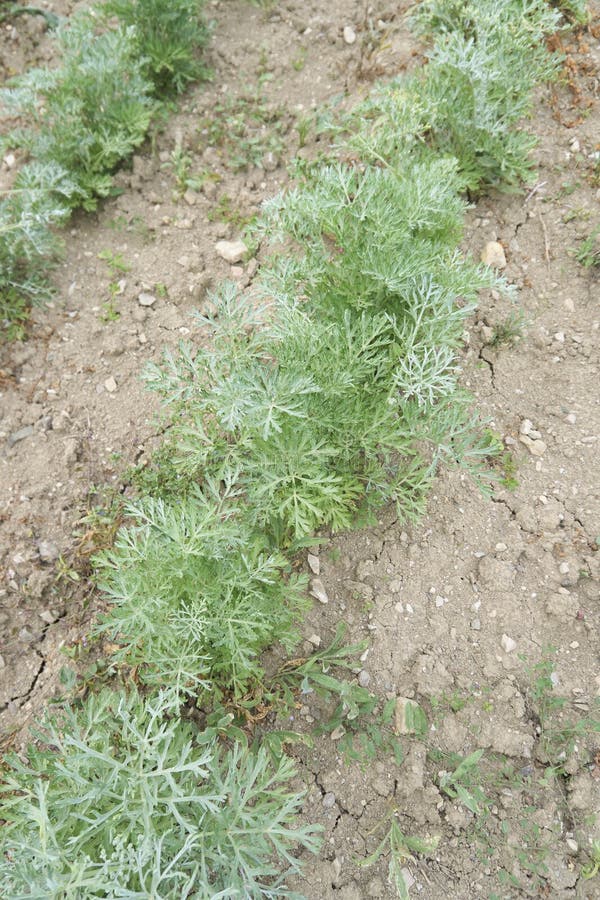 Artemisia Absinthium Plantation Stock Image - Image of absinthe ...