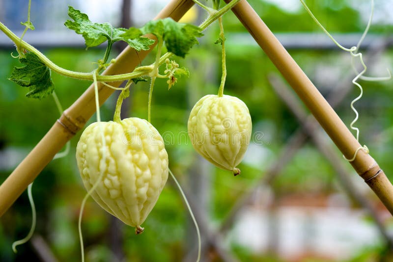 Apple gourd plant stock image. Image of apple, gourd - 110078791