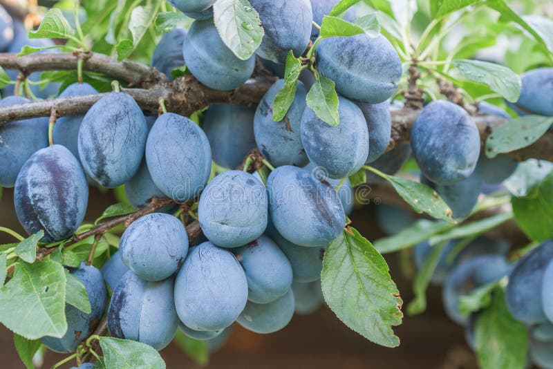 Plum tree stock image. Image of prunus, fall, nature - 11619717