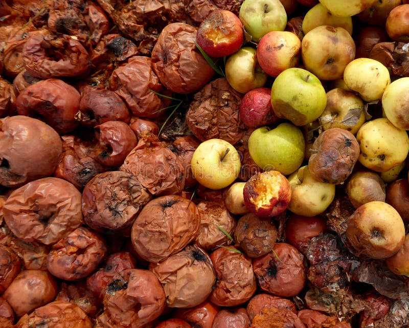 Organic pollution stock image. Image of decomposed, apple - 52092849