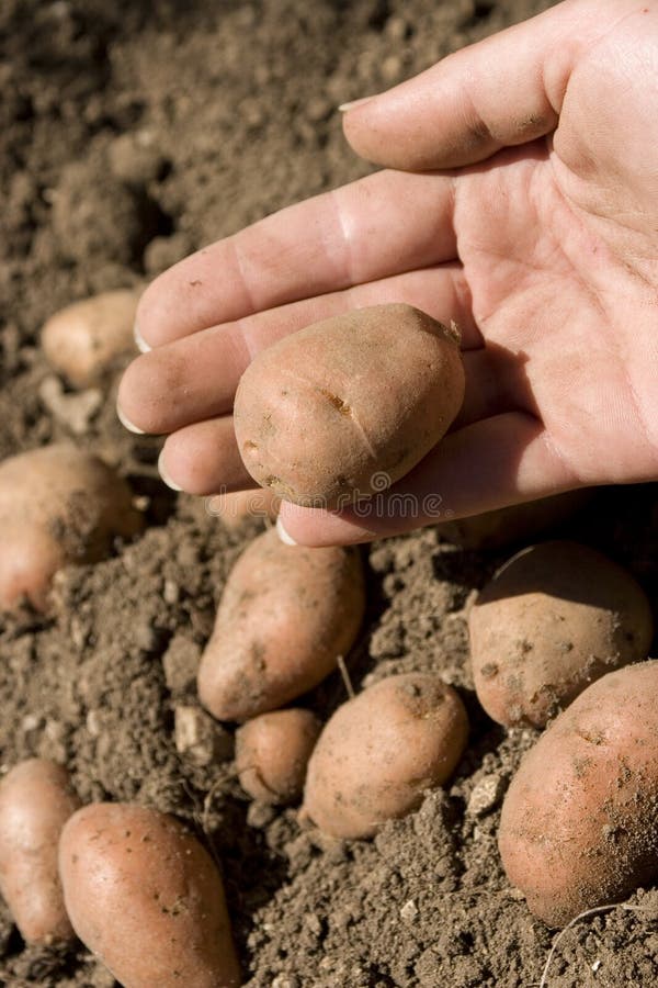 Organic potato stock photo. Image of field, fresh, ground - 24267790