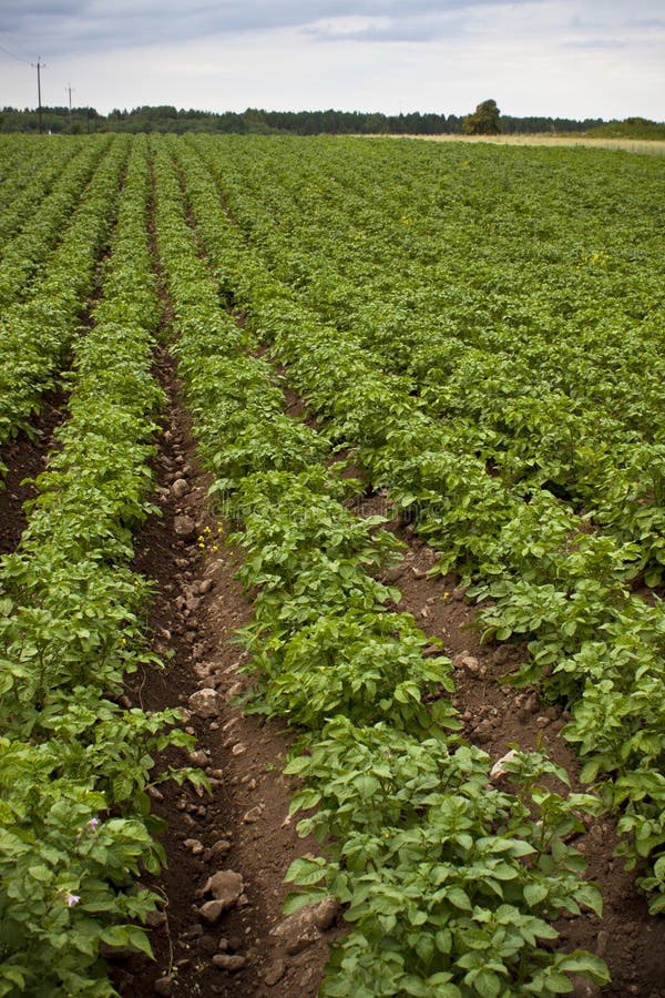 Organic potato field stock image. Image of farming, plowed - 20400477