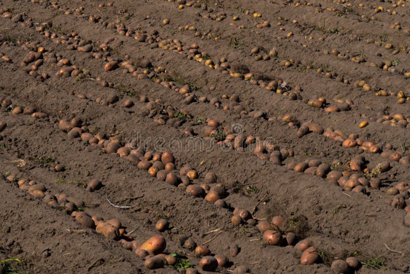 Organic Potato Harvest in the Fields. Stock Image - Image of field ...