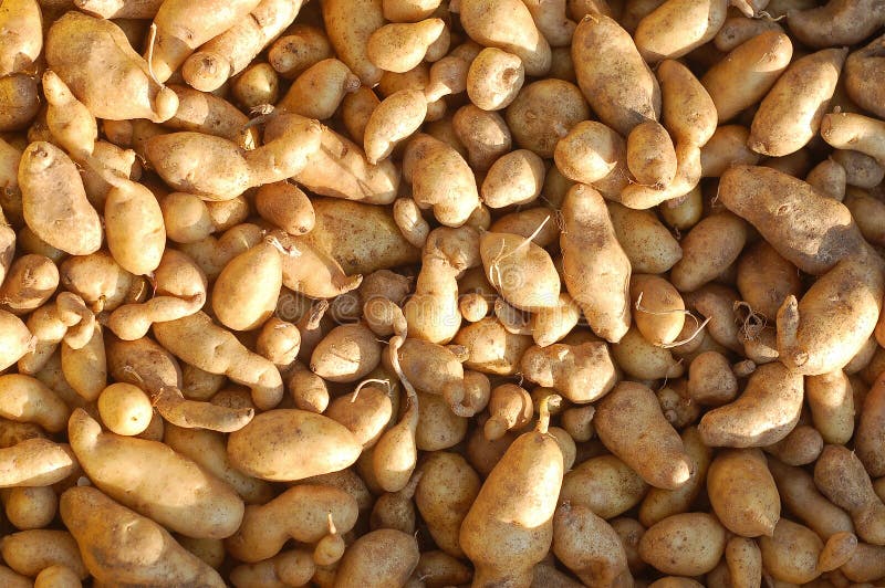 Organic potato stock photo. Image of sunny, plant, market - 31754638
