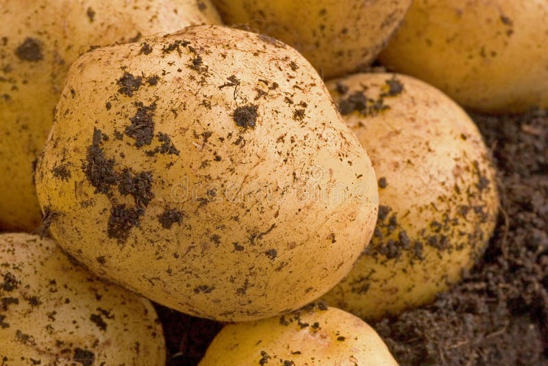 Organic potatoe stock image. Image of cultivation, ingredient - 4759713