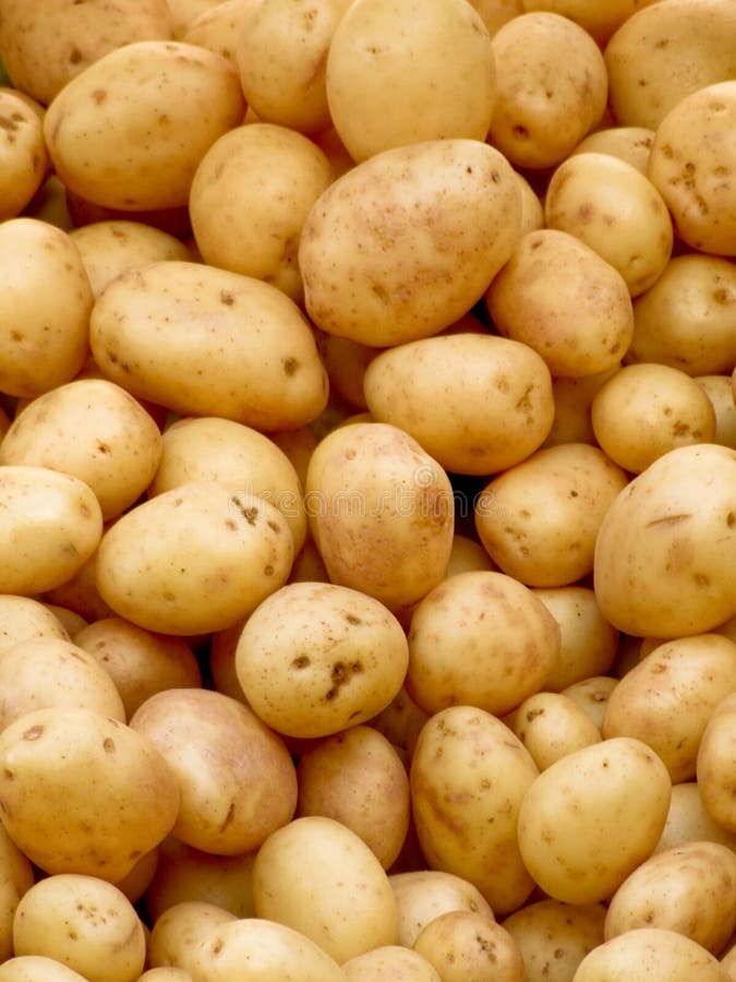 Organic potatoes stock photo. Image of nature, fresh, natural - 2371656