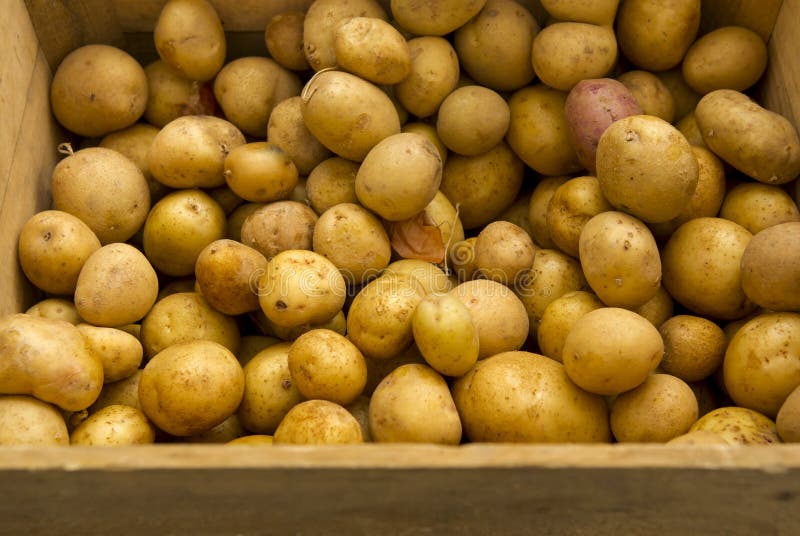 Organic Potatoes stock photo. Image of healthy, vegetables - 60682960