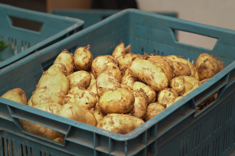 Organic Potatoes in Plastic Box Container Displayed at Food Market ...