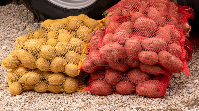 Organic potatoes in sacks stock photo. Image of potato - 269991086