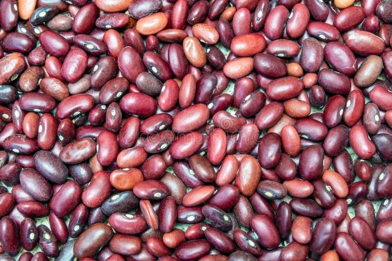 Organic Purple Red Bean Close Up Food Stock Photo - Image of delicious ...